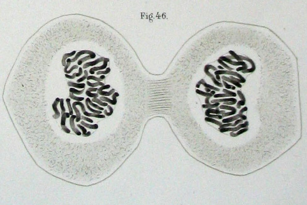 Research Overview – The Kaplan Lab