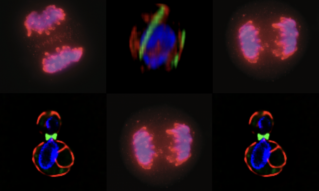 Anaphase “Surveillance” – The Kaplan Lab